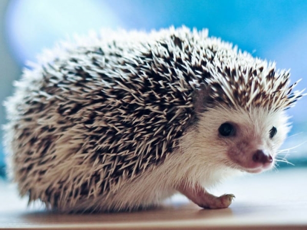 Hedgehog Hannah: Exotic Animal Birthday Shows for Indianapolis and all ...